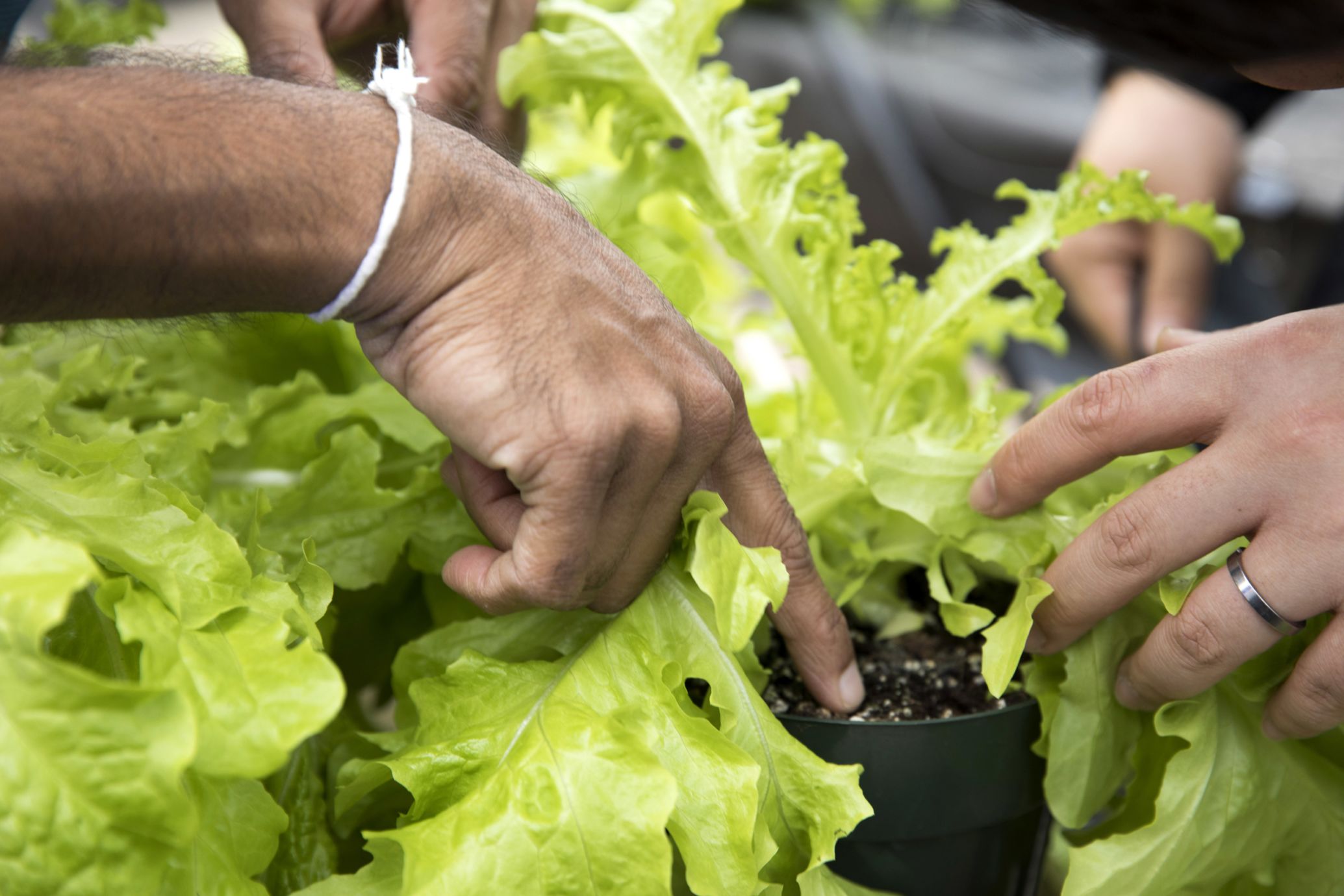 DEPARTMENT OF AGRICULTURAL LEADERSHIP, EDUCATION AND COMMUNICATION