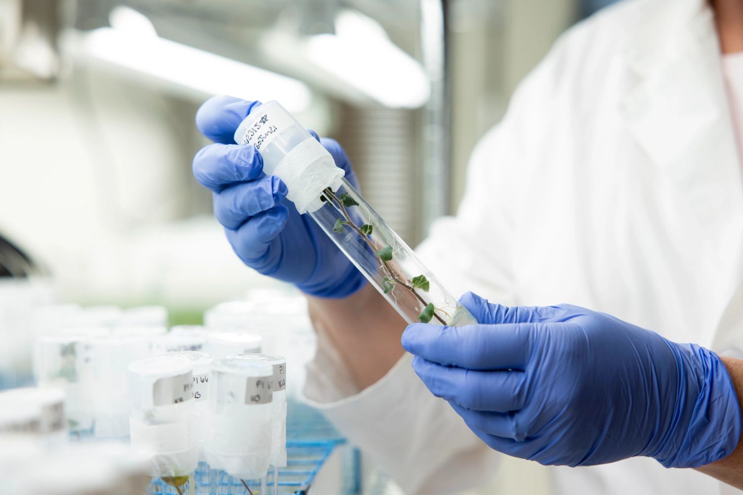 The Institute of Plant Breeding, Genetics and Genomics