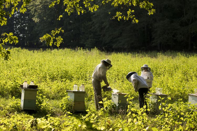 ENTOMOLOGY and APPLIED BIOTECHNOLOGY